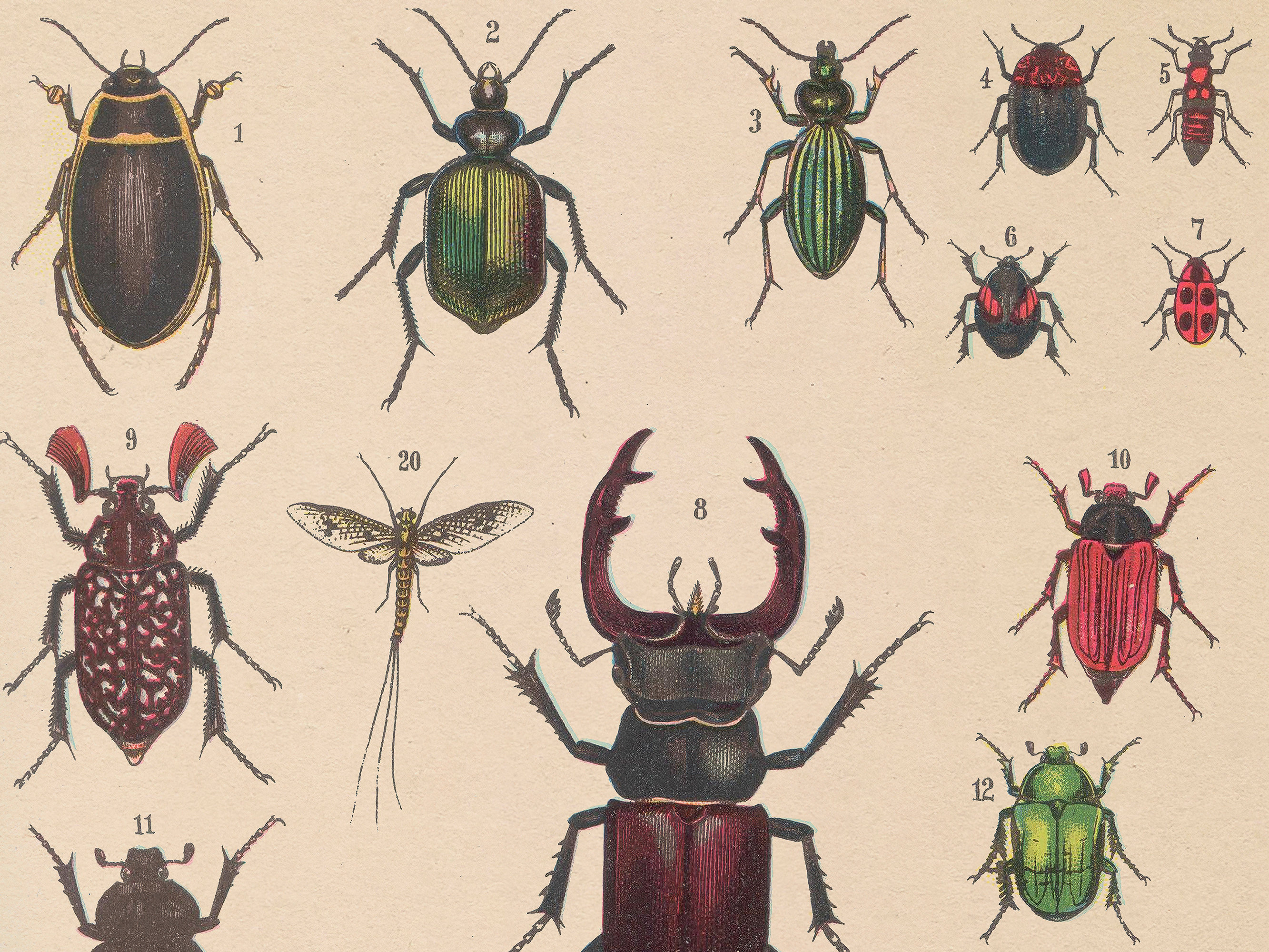 Vintage Insect Specimens Poster Printable Wall Art Nature Poster Print ...