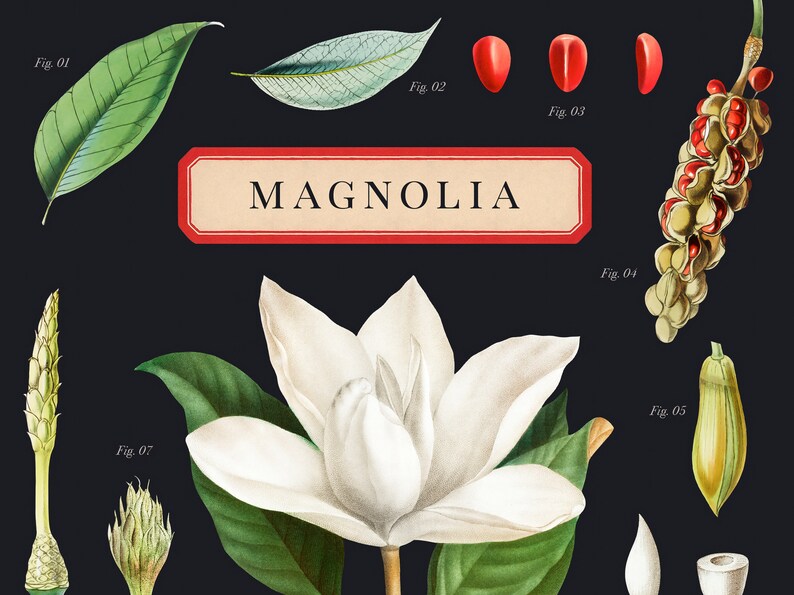 Vintage Magnolia Educational Chart | Printable Wall Art | Downloadable ...