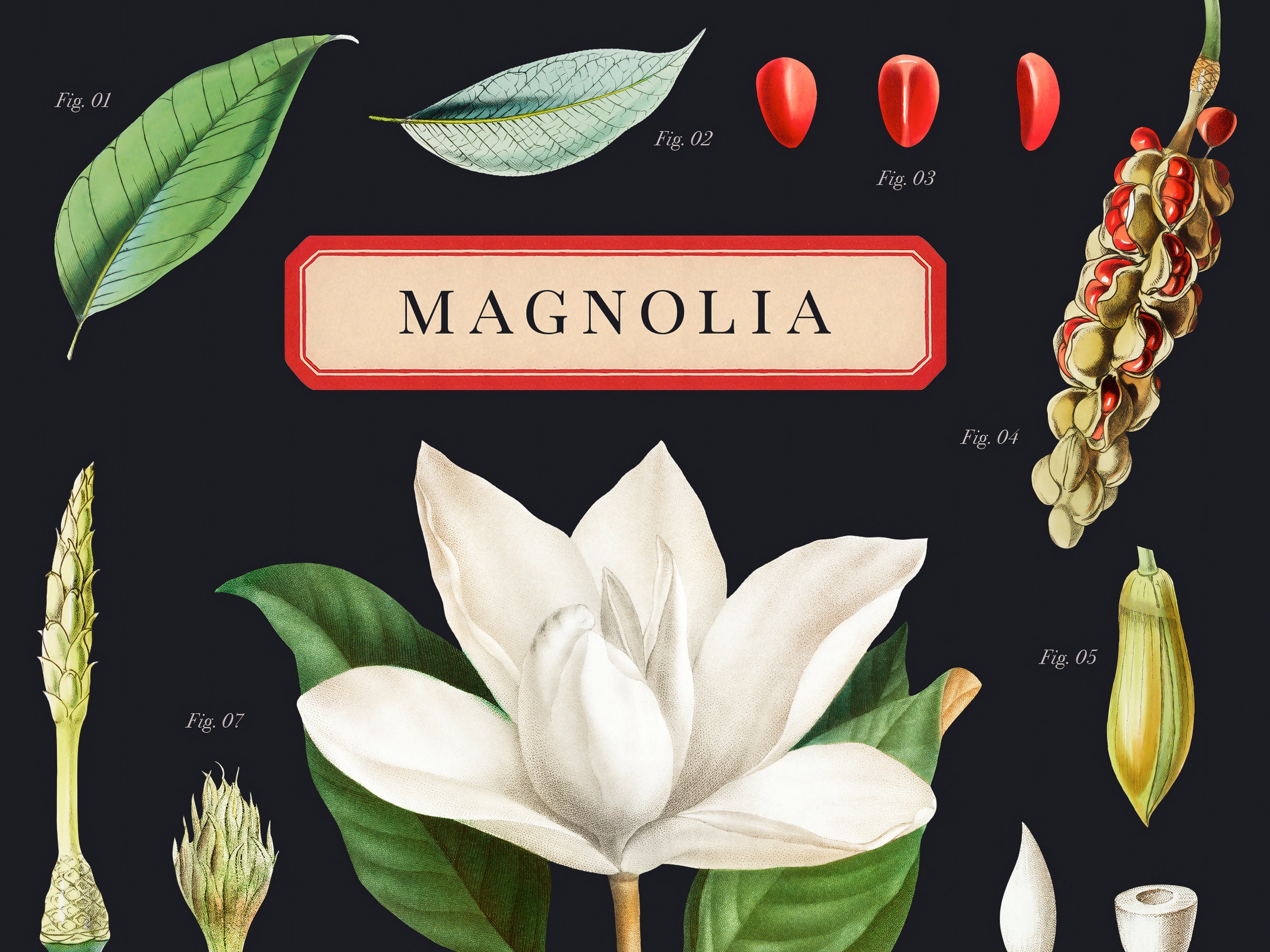 Vintage Magnolia Educational Chart | Printable Wall Art | Downloadable ...