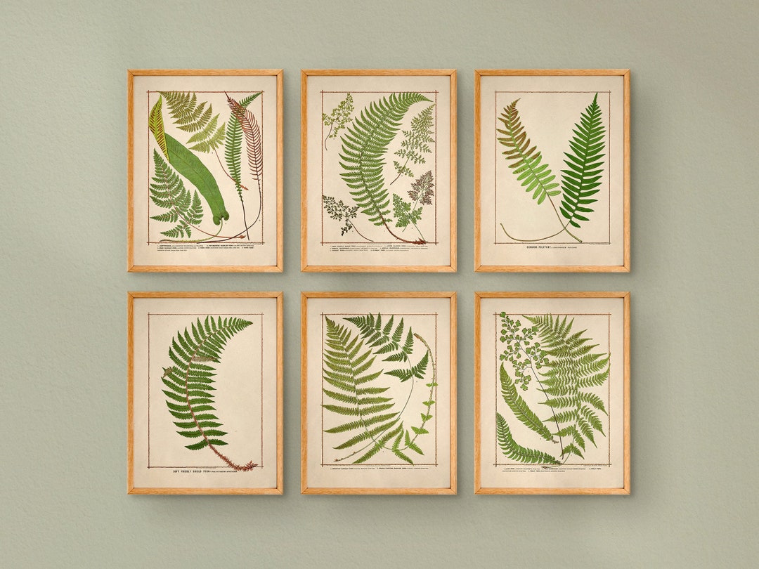 Light Academia Botanical Prints Vintage Fern Art Set of 6 | Printable ...