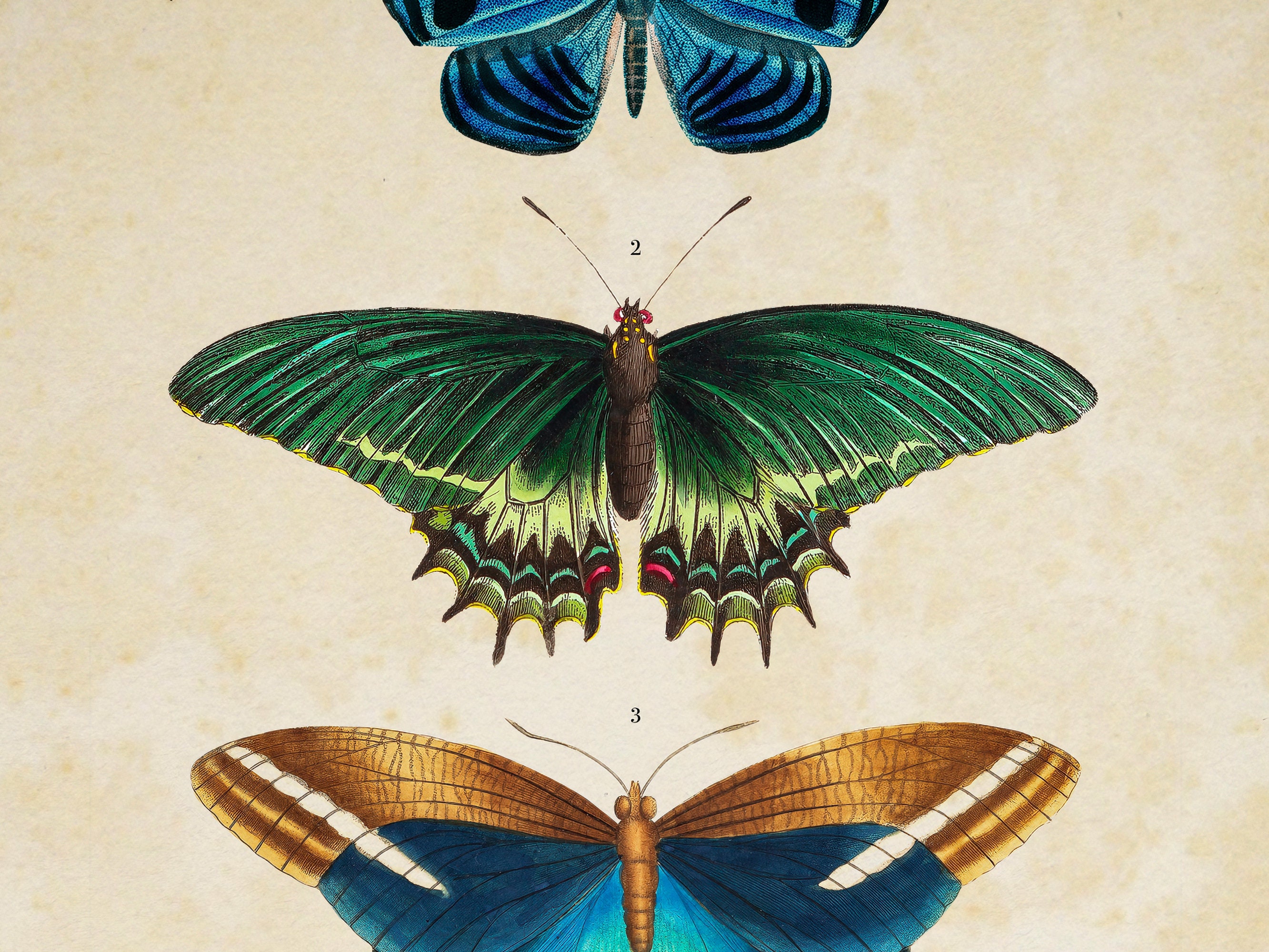 Antique Butterfly and Moth Prints | Set of 2 | Vintage Printable Wall ...