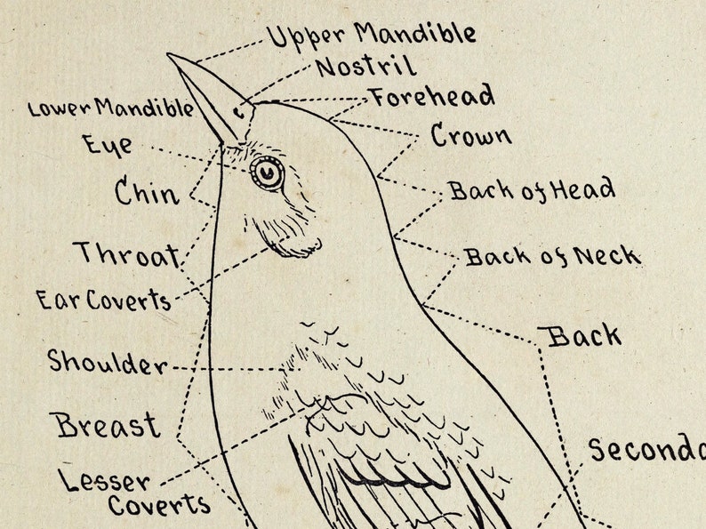 Dark Academia Vintage Bird Anatomy Poster | Printable Wall Art ...
