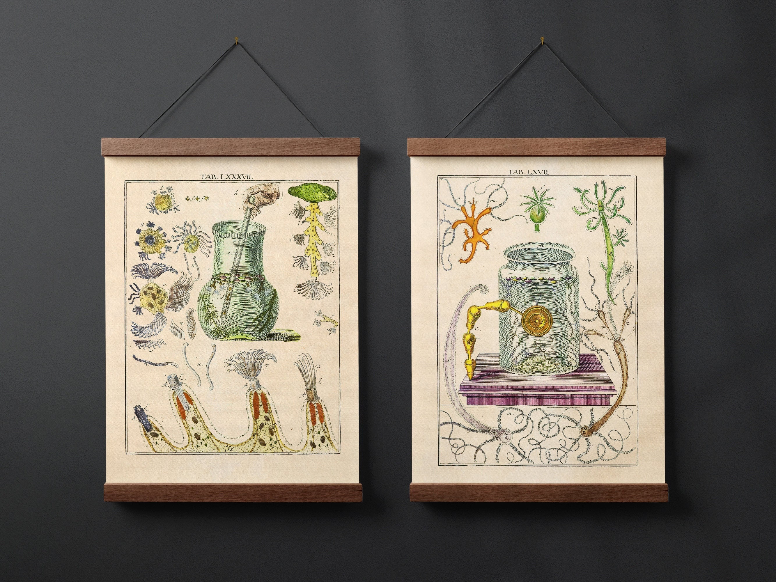 Antique Science Chart Gallery Wall Set of 2 Vintage Printable - Etsy