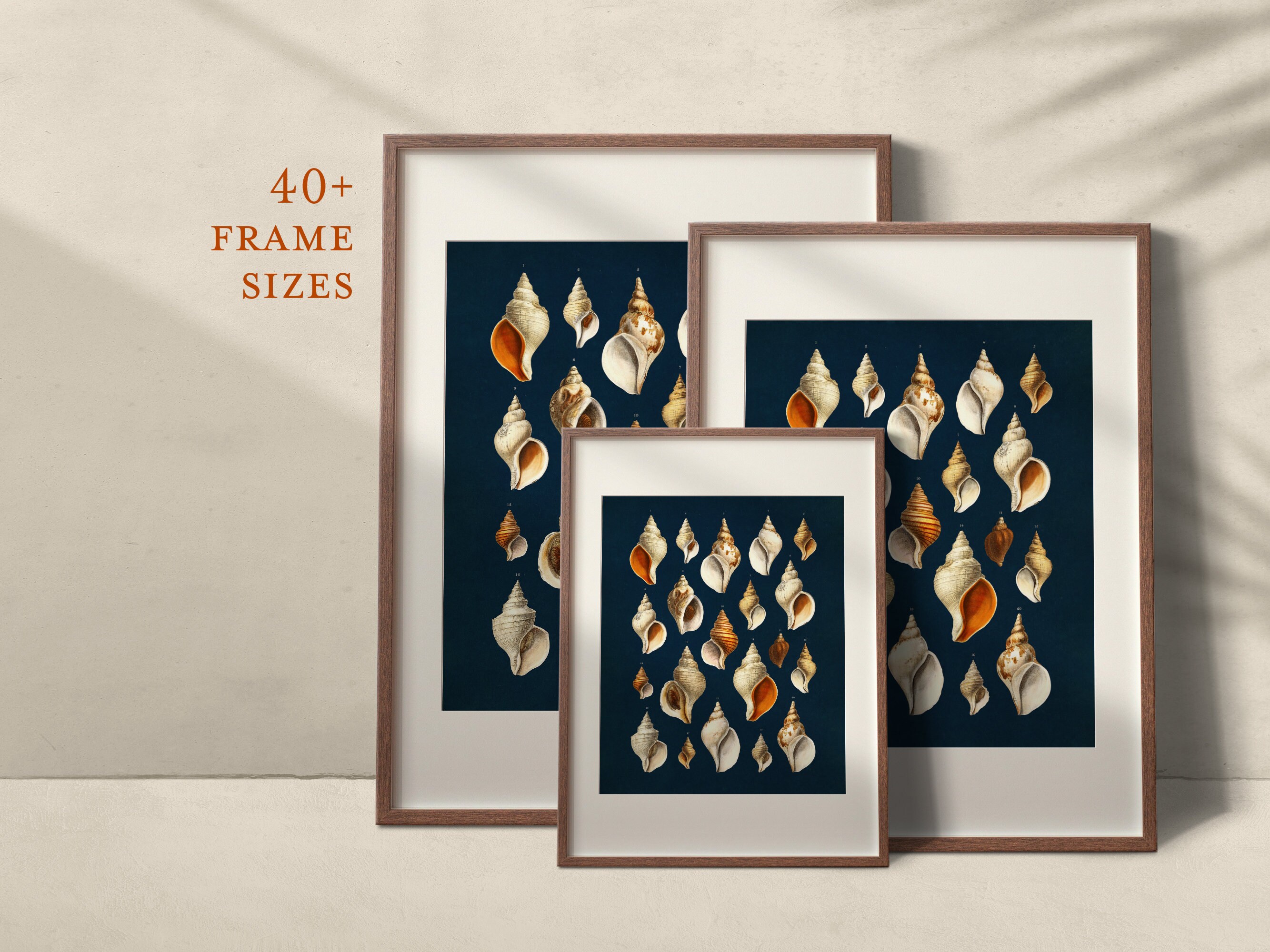 Vintage Shells Wall Art Instant Download Poster Printable Shell Wall ...