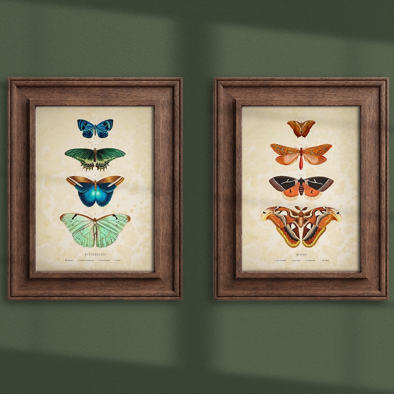 Antique Moth Print - Etsy