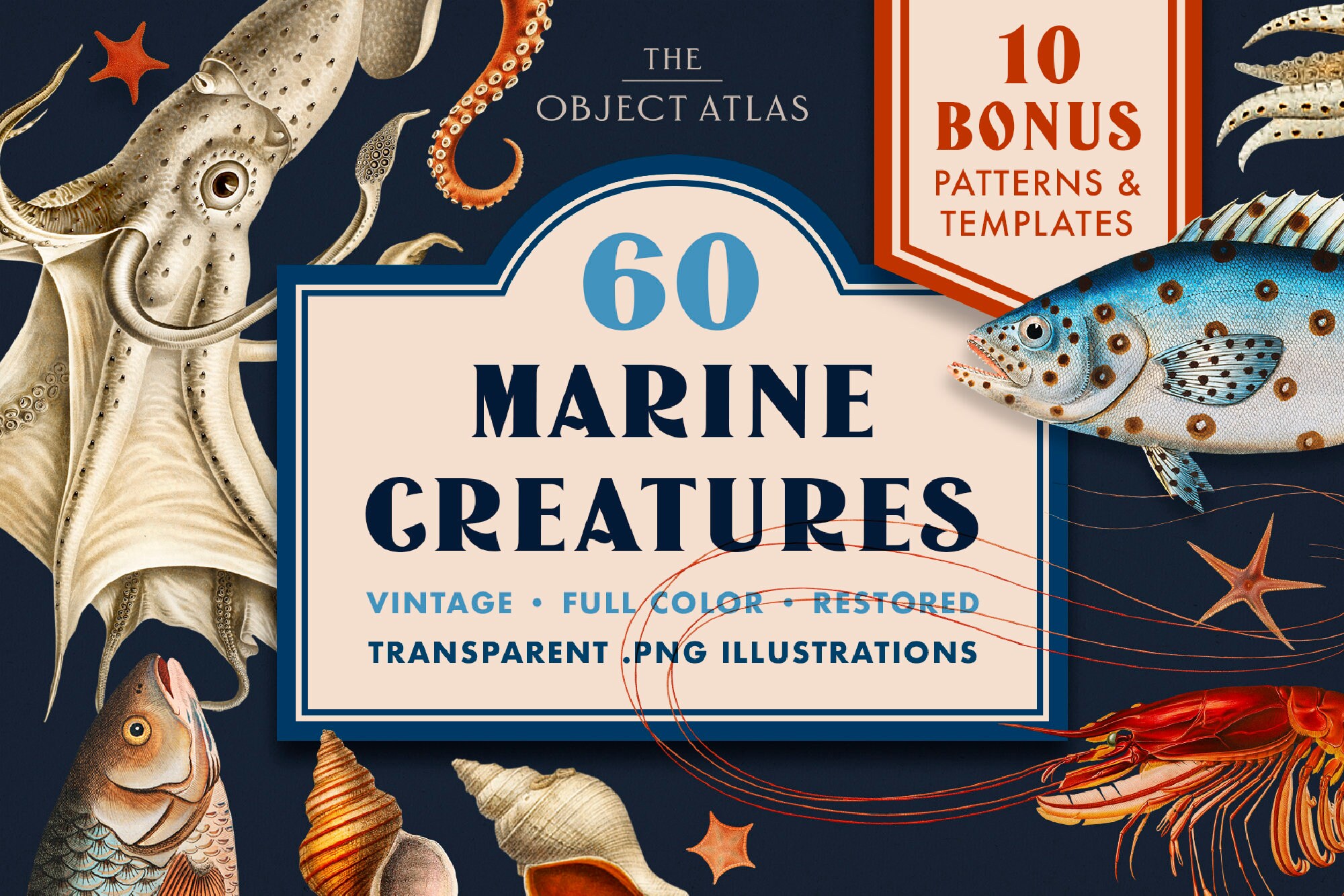 60 Vintage Marine Creatures Clipart | Instant Download Illustrations ...