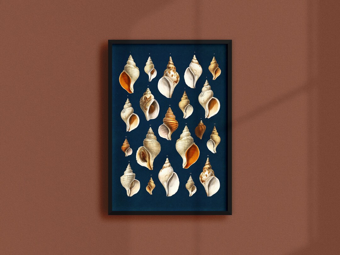 Vintage Shells Wall Art Instant Download Poster Printable Shell Wall ...