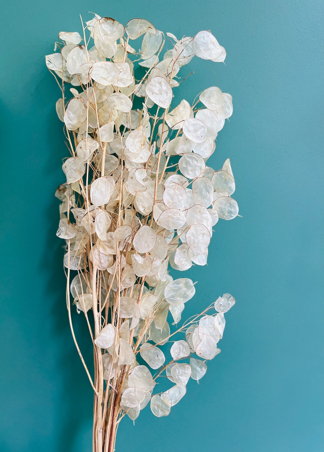 Dried Lunaria XL - Natural Bunch, 70 Cm - Etsy UK