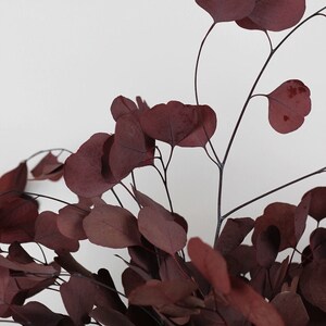 Preserved Eucalyptus Populus Red Bunch, 70 Cm - Etsy