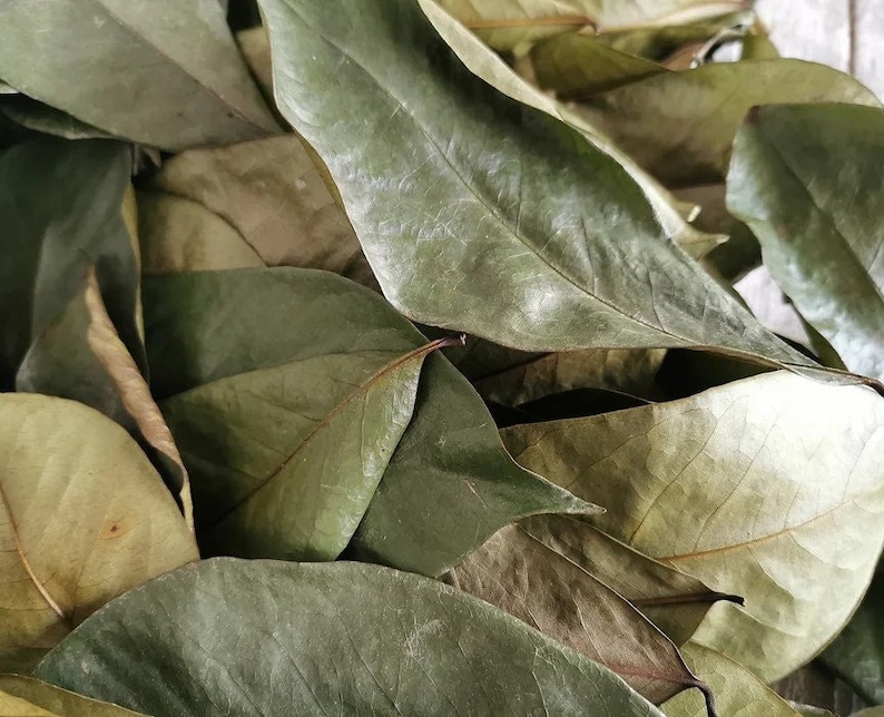 Soursop Leaf - 100% Pure Organic. - Etsy