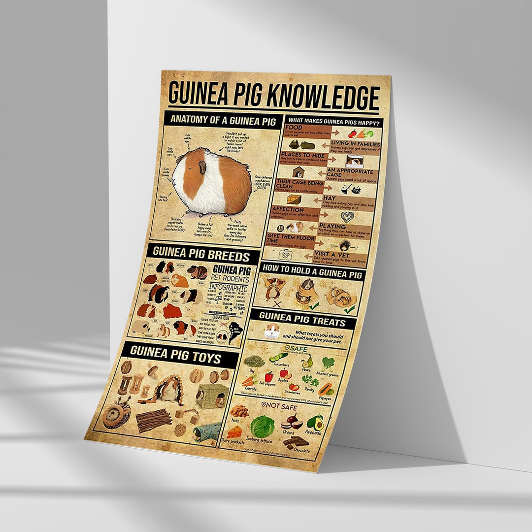 Guinea Pig Knowledge Vertical Poster, Unique Gifts, Home Decor Poster ...