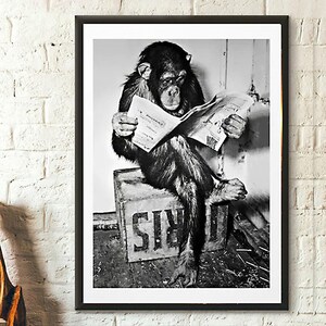 Chimpanzee Reading Newspaper Print, Monkey Business, Black and White ...