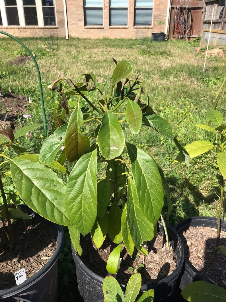 5 Different Hass Avocado Height Categories more Information and Heights ...