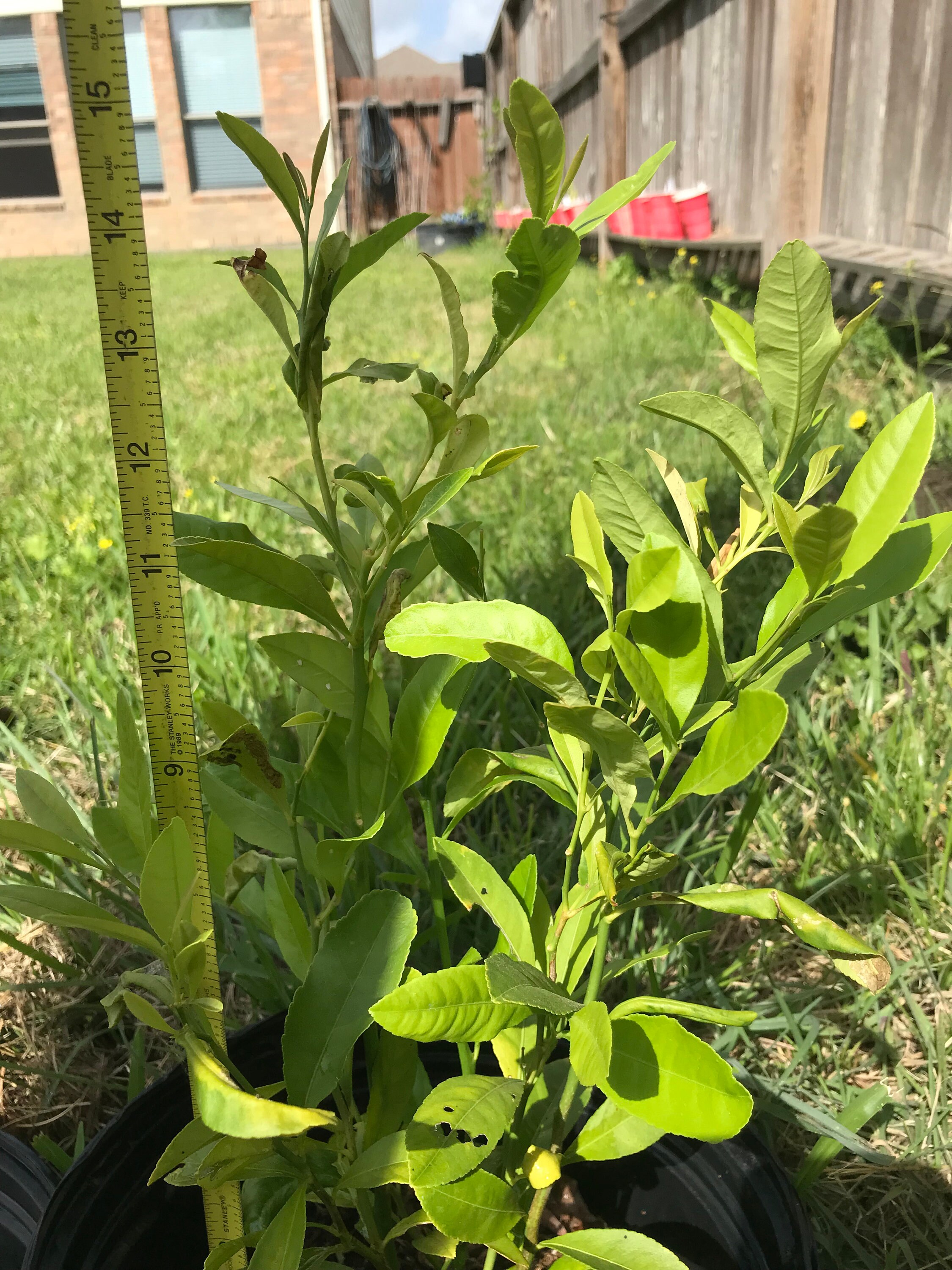 1 10-25 Lemon Tree Sapling - Etsy