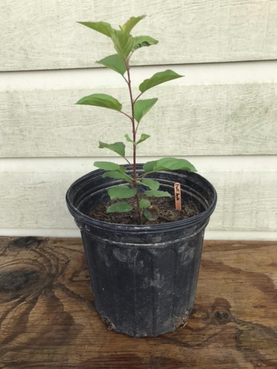 1 Fuji Apple Tree Sapling 10-13" Tall - Etsy