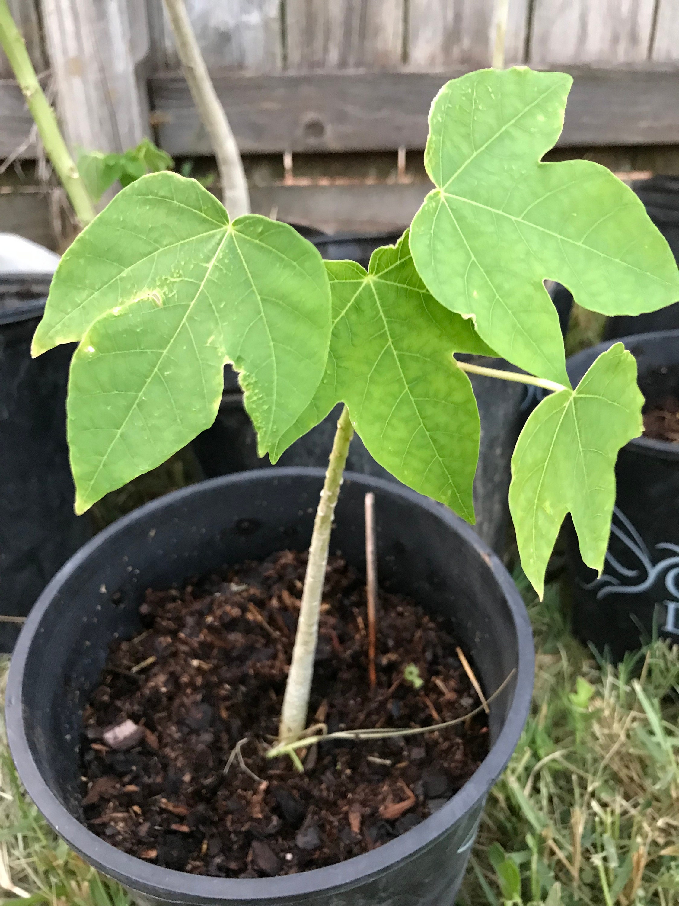 1 Papaya Tree Sapling 10-20” Tall - Etsy