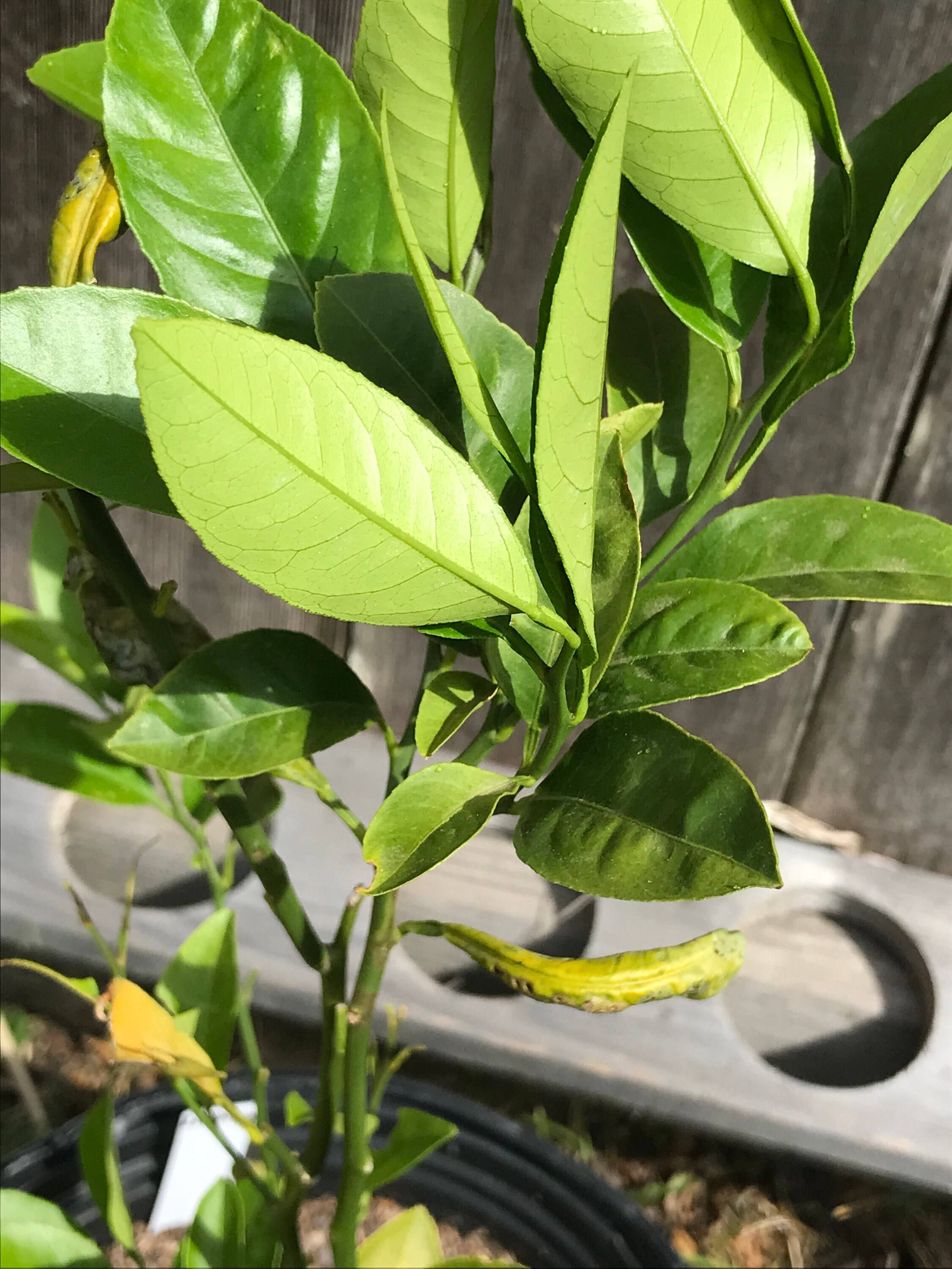 1 10-25 Lemon Tree Sapling - Etsy