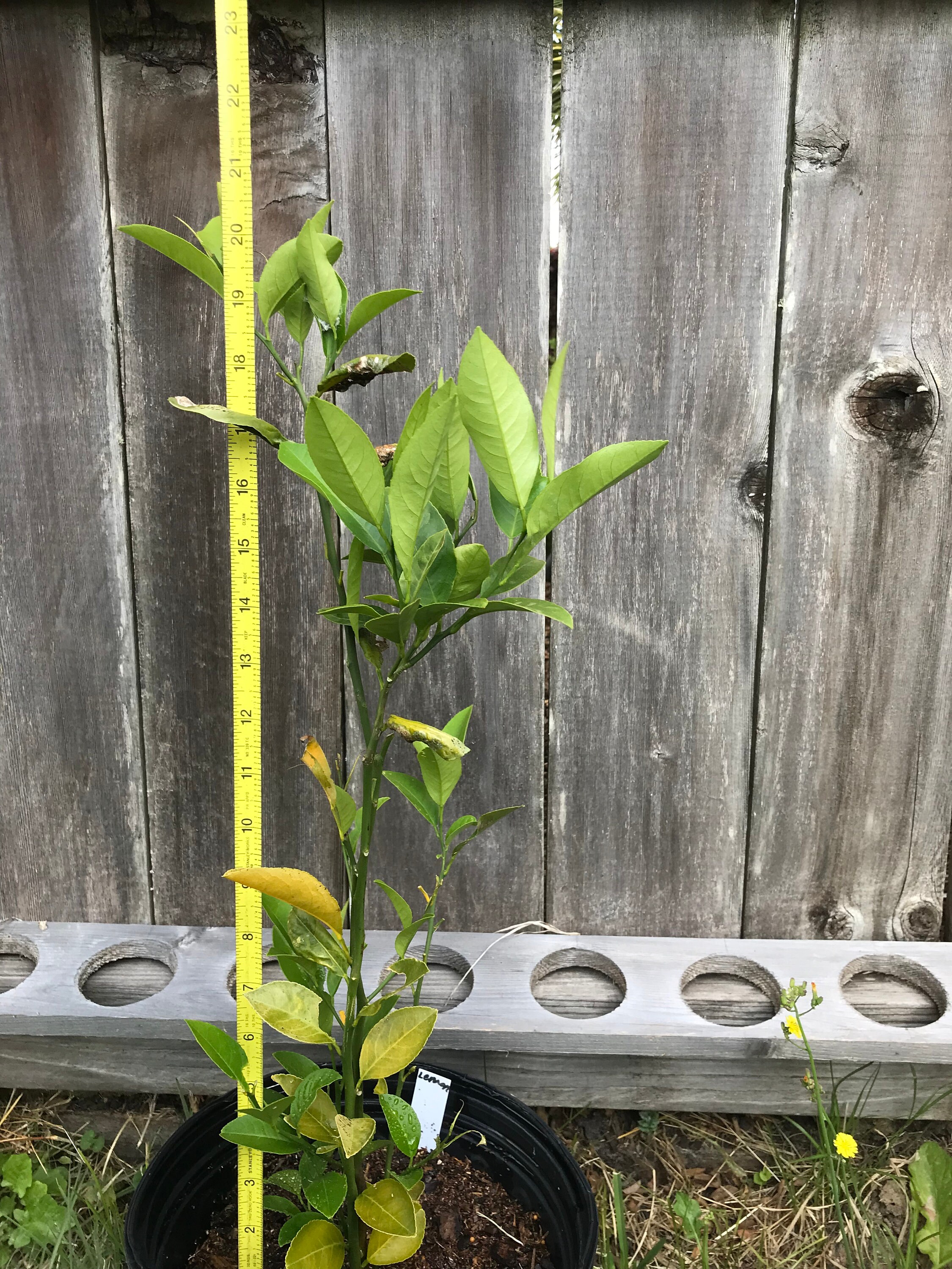 1 10-25 Lemon Tree Sapling - Etsy