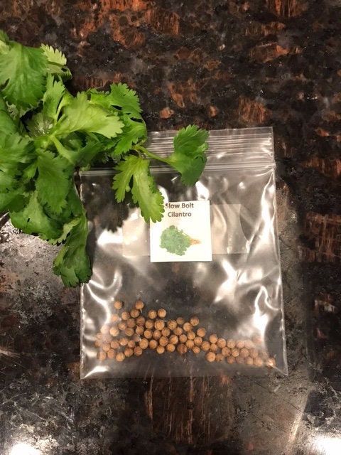 70 Slow Bolt Cilantro Seeds - Etsy