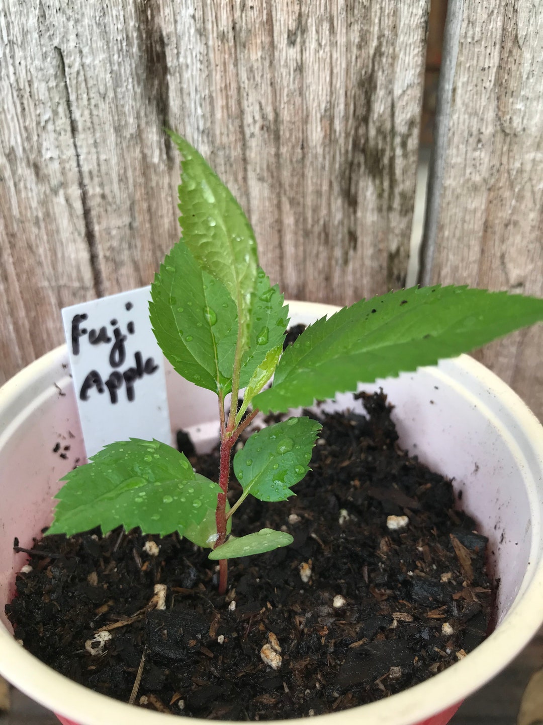 1 Fuji Apple Tree Seedling - Etsy