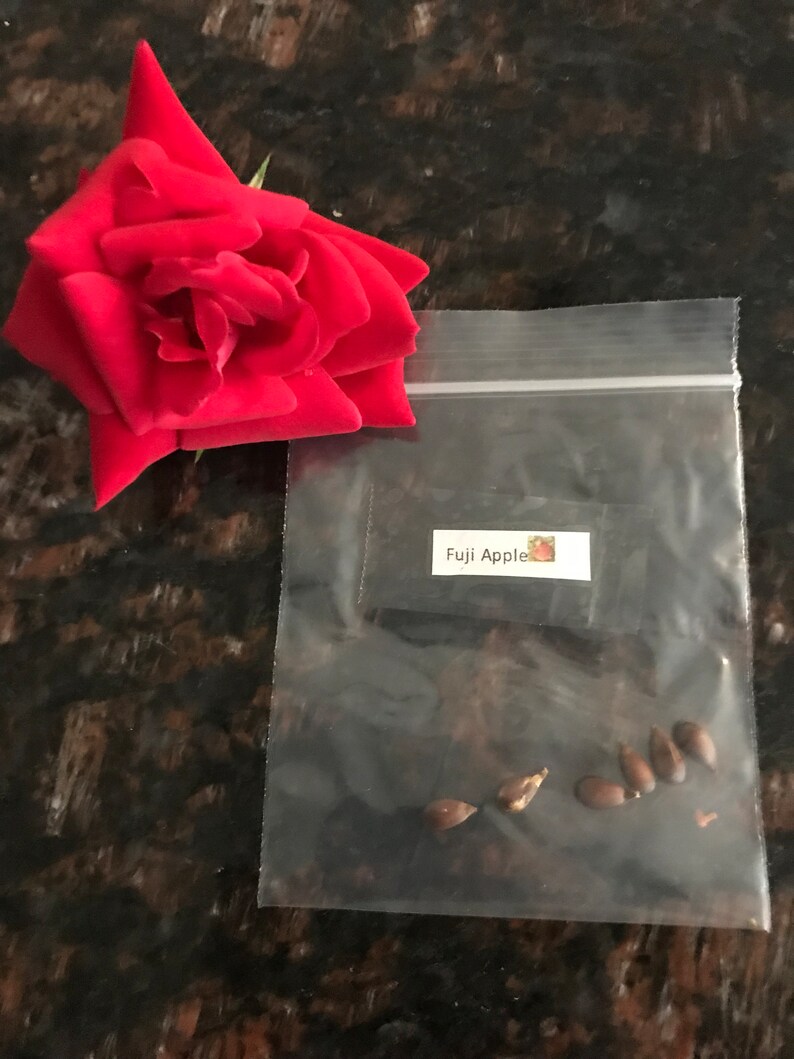 6 Fuji Apple Tree Seeds - Etsy