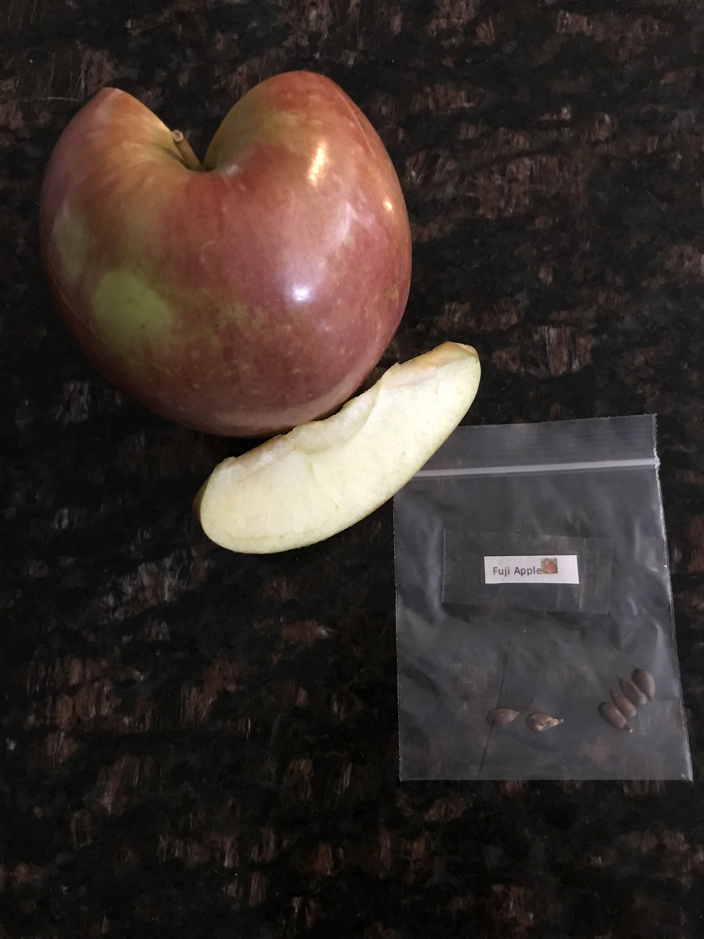6 Fuji Apple Tree Seeds - Etsy