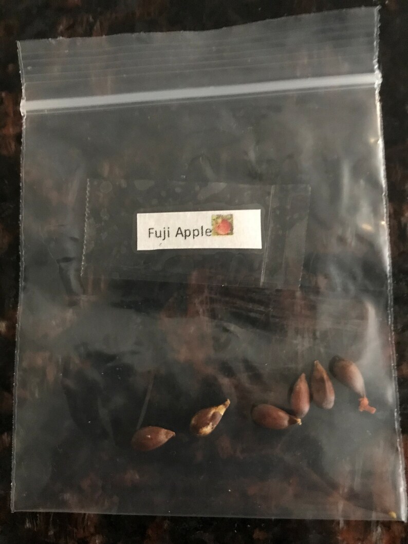 6 Fuji Apple Tree Seeds - Etsy