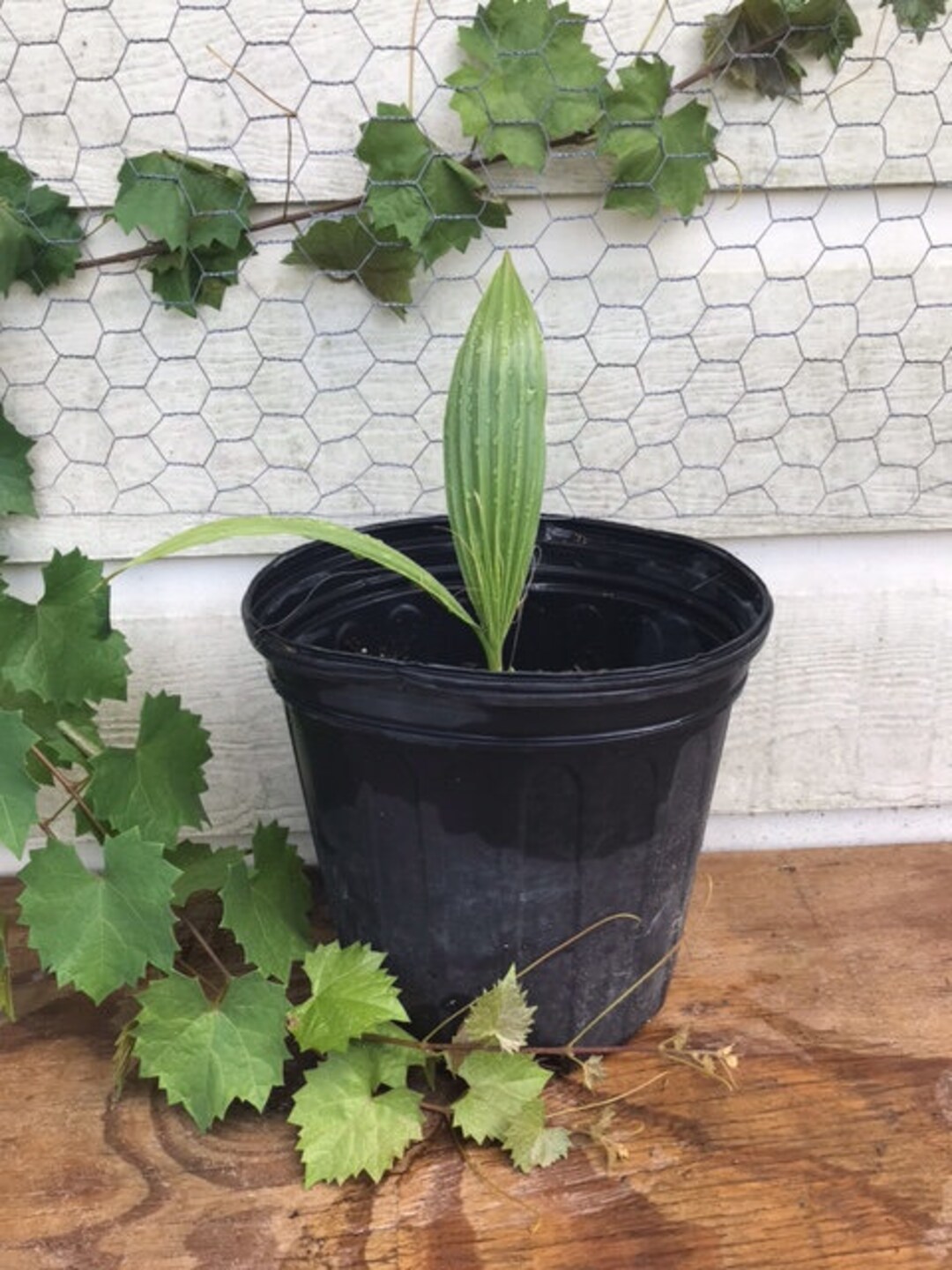 1 Mexican Fan Palm Tree Seedling - Etsy