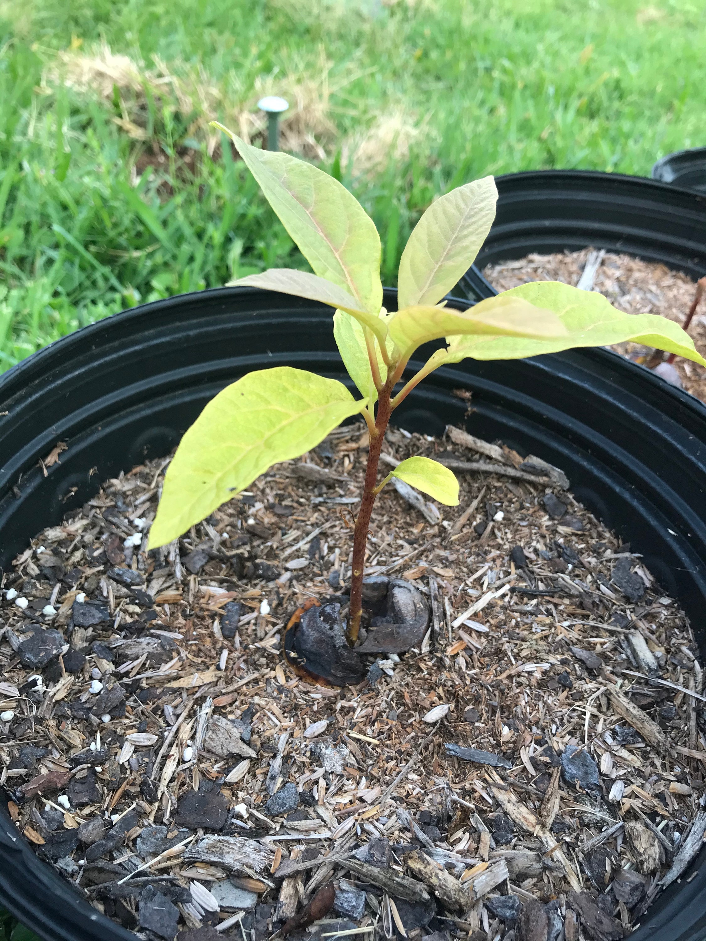 3,6, or 9 Hass Avocado Tree Seeds - Etsy