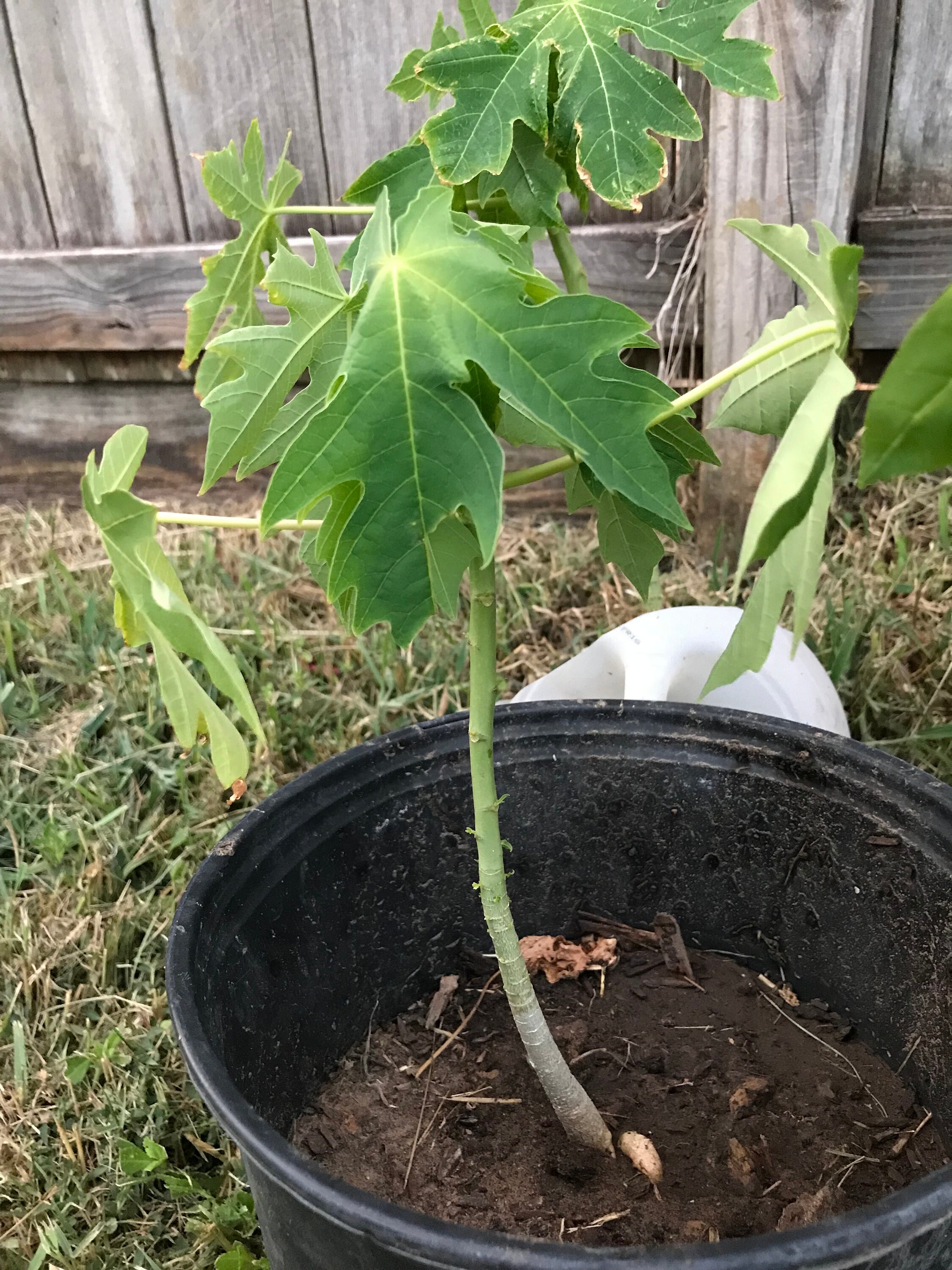 1 Papaya Tree Sapling 10-20 Tall - Etsy