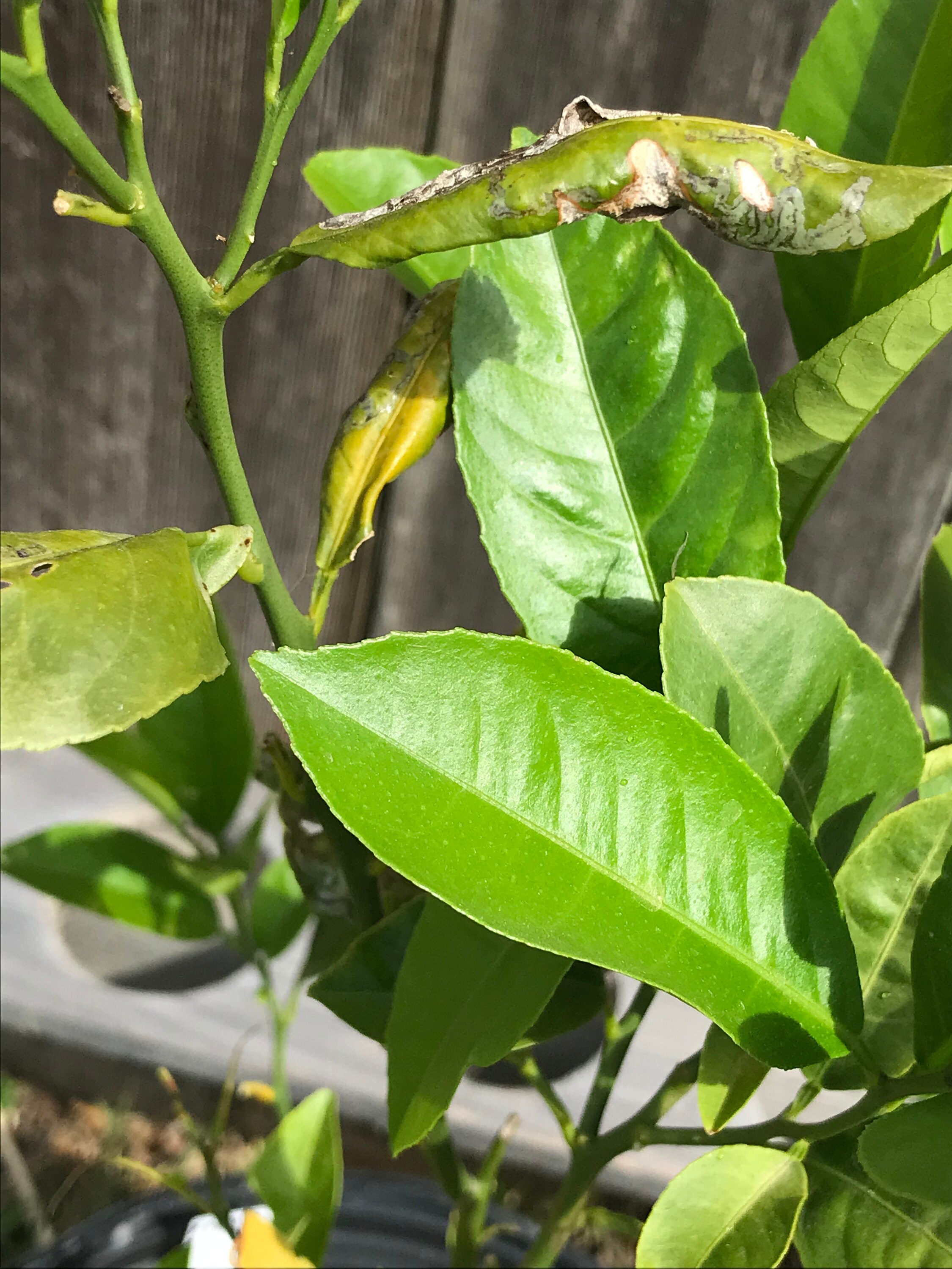 1 10-25 Lemon Tree Sapling - Etsy