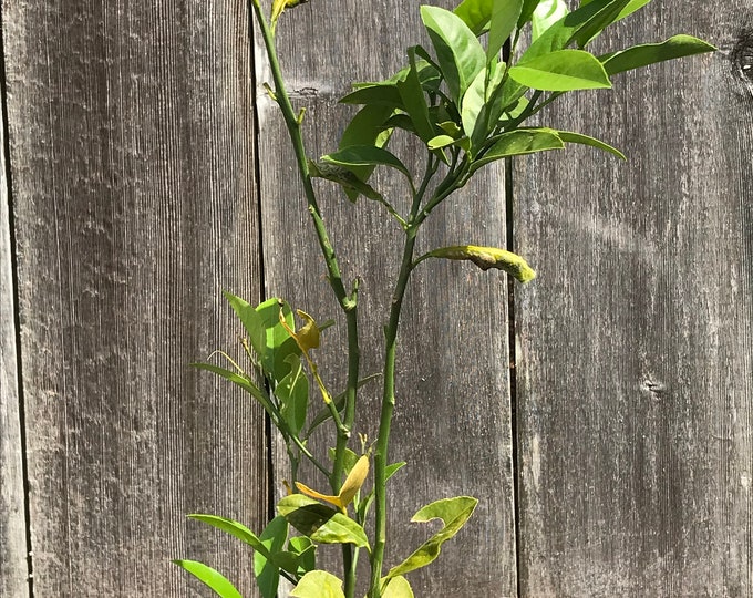 1 10-25" Lemon Tree Sapling - Etsy
