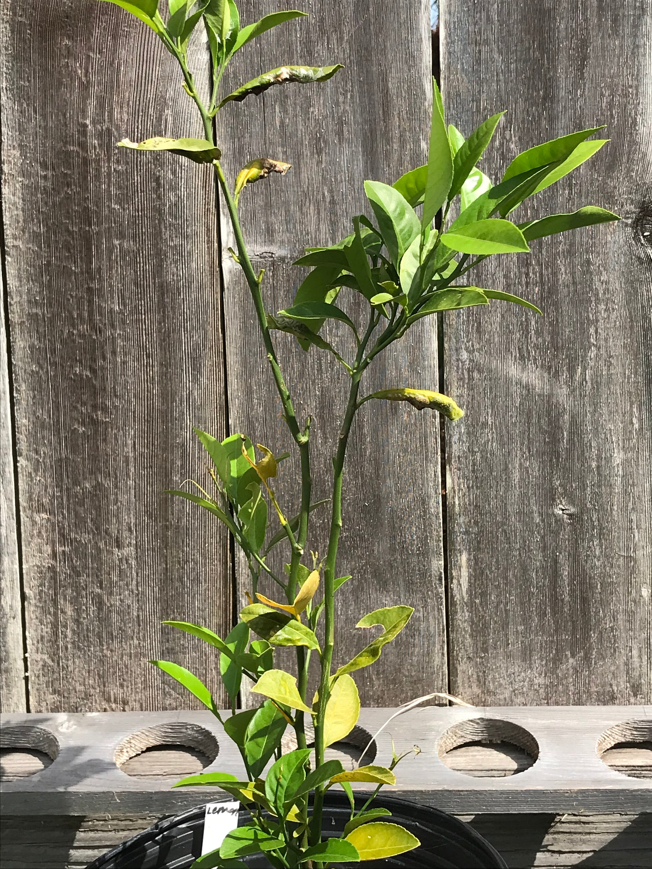 1 10-25 Lemon Tree Sapling - Etsy