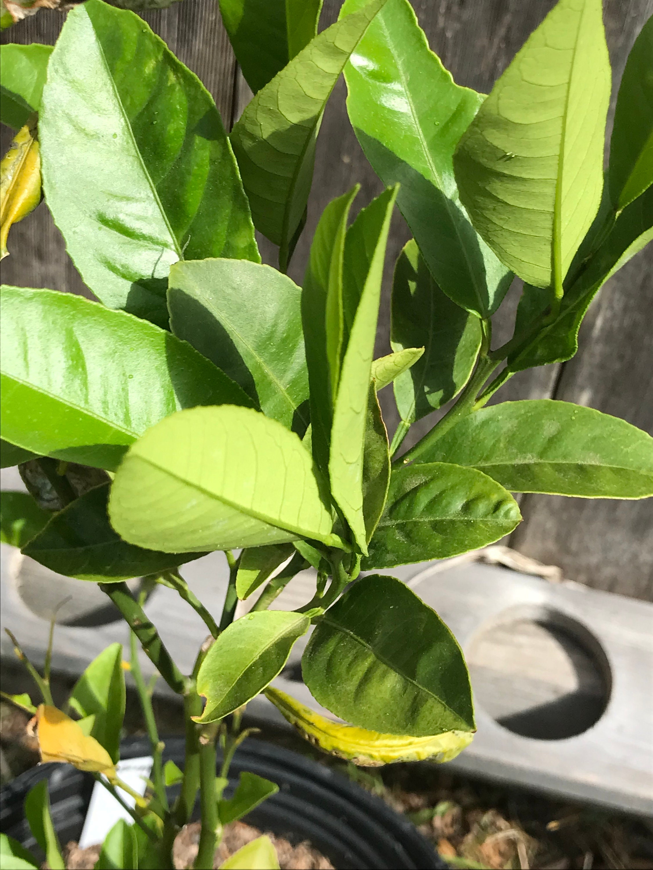 1 10-25 Lemon Tree Sapling - Etsy