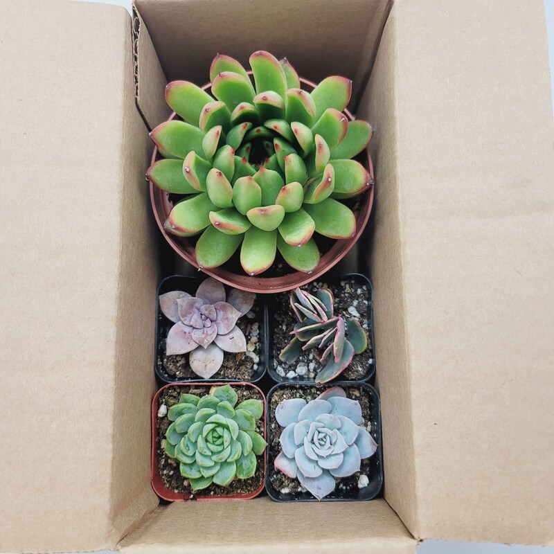 Succulent Box - Etsy