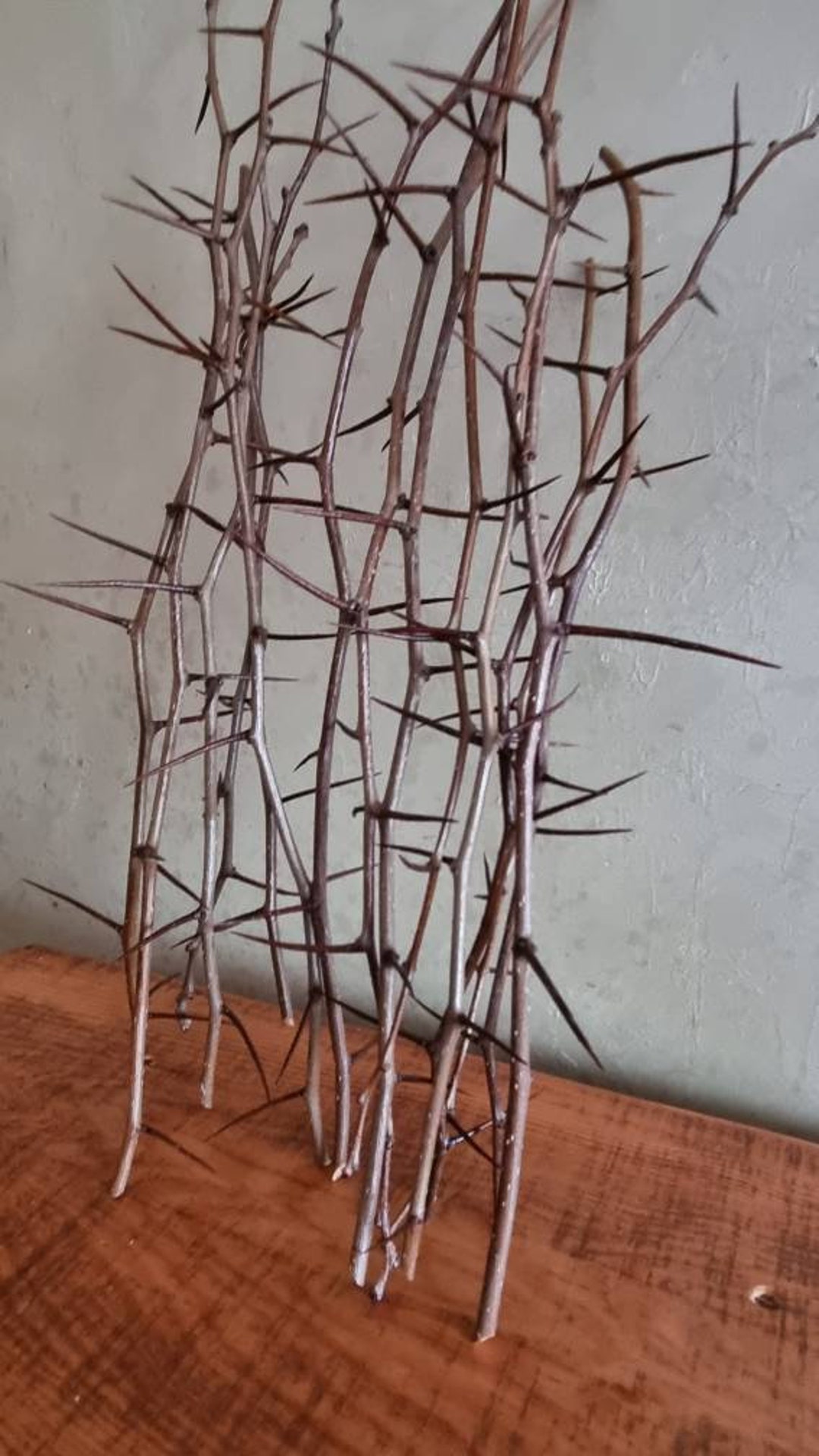 Set of 12 Sharp Branches for Craft Branches With Thorns Dried Thorny ...