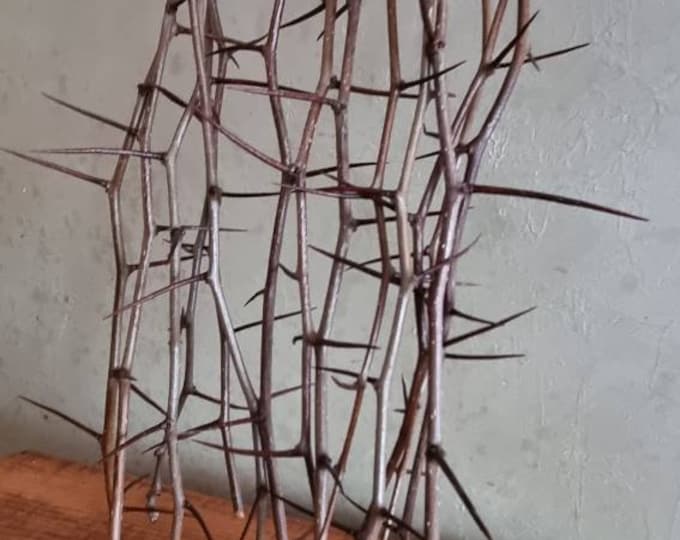 Set of 12 Sharp Branches for Craft Branches With Thorns Dried Thorny ...