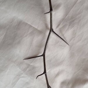 Set of 12 Sharp Branches for Craft Branches With Thorns Dried Thorny ...