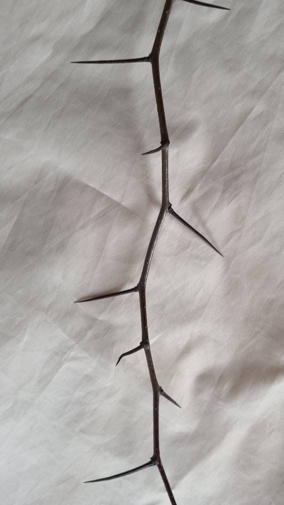 Set of 12 Sharp Branches for Craft Branches With Thorns Dried Thorny ...
