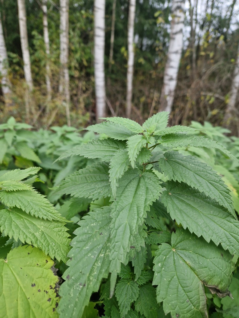 Natural Nettles Broom Real Dry Nettles Bunch From Forest Natural ...