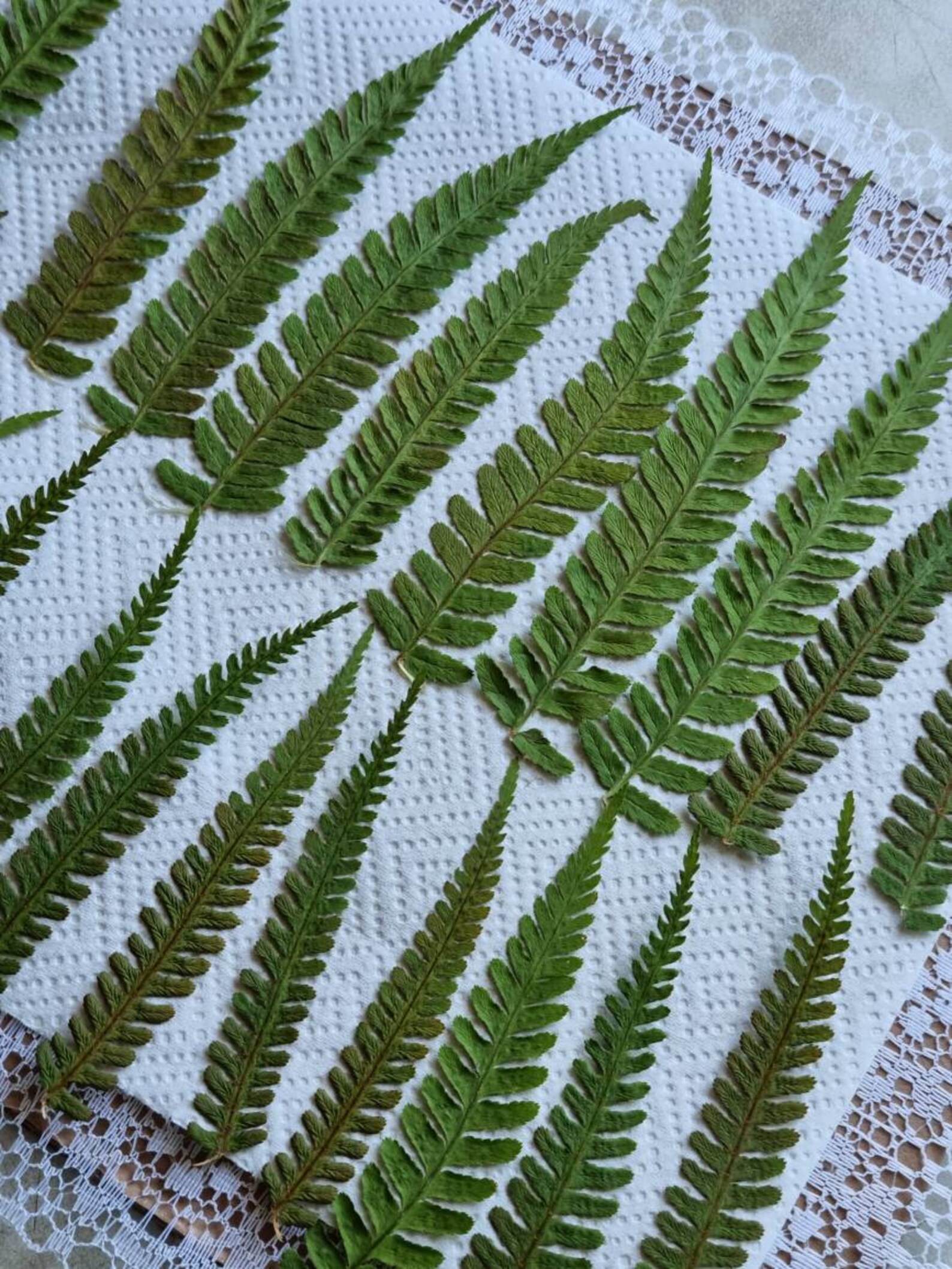 Real Pressed Fern Leaves Natural Ferns Dried Pressed Fern Green Leaf ...