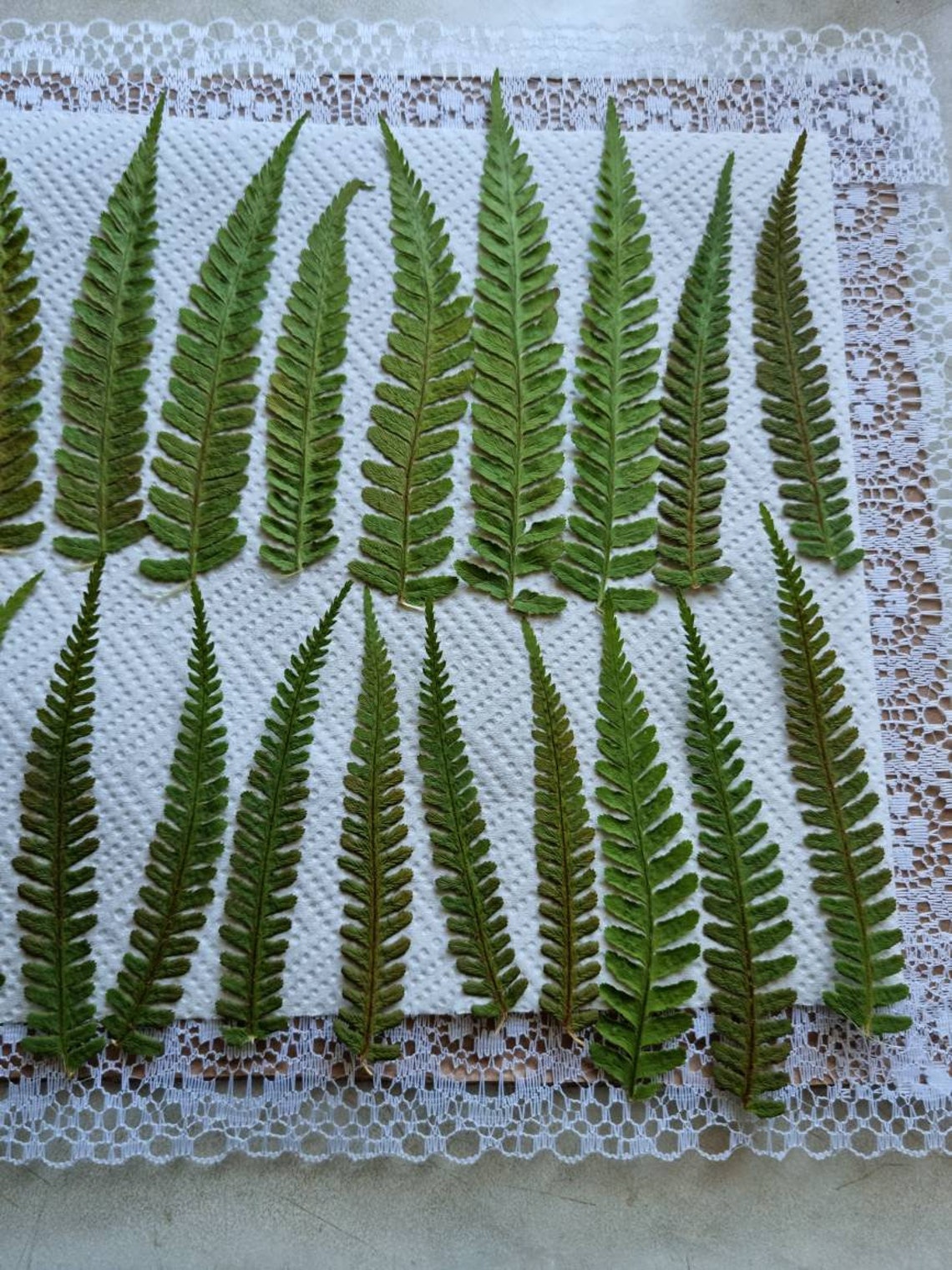 Real Pressed Fern Leaves Natural Ferns Dried Pressed Fern Green Leaf ...