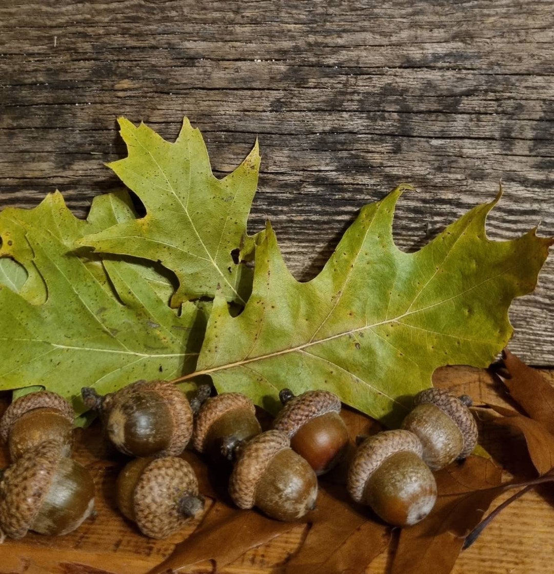 50 Natural Oak Acorns Real Oak Acorns With Caps Decoration Ornaments ...