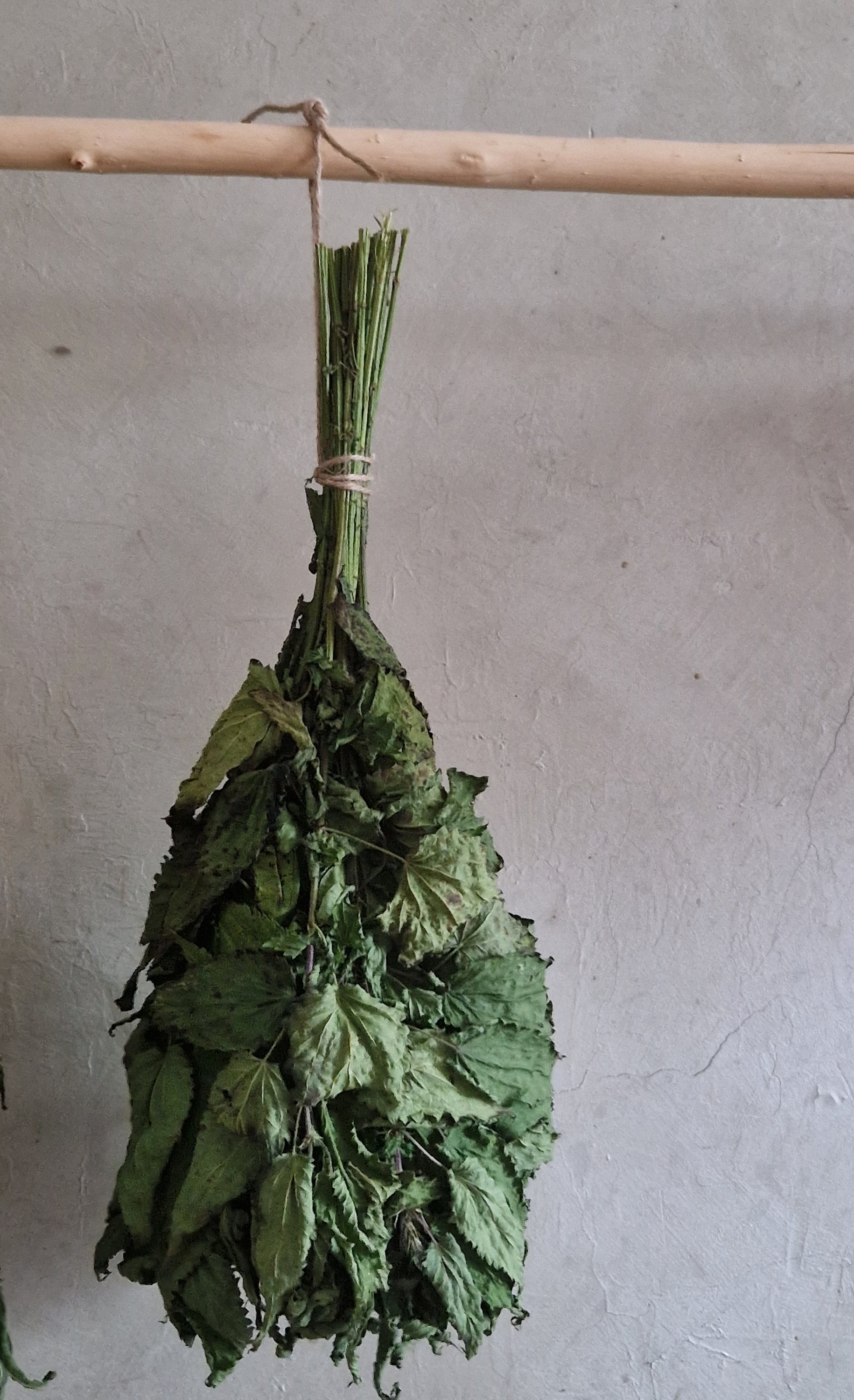 Natural Nettles Broom Real Dry Nettles Bunch From Forest Natural ...