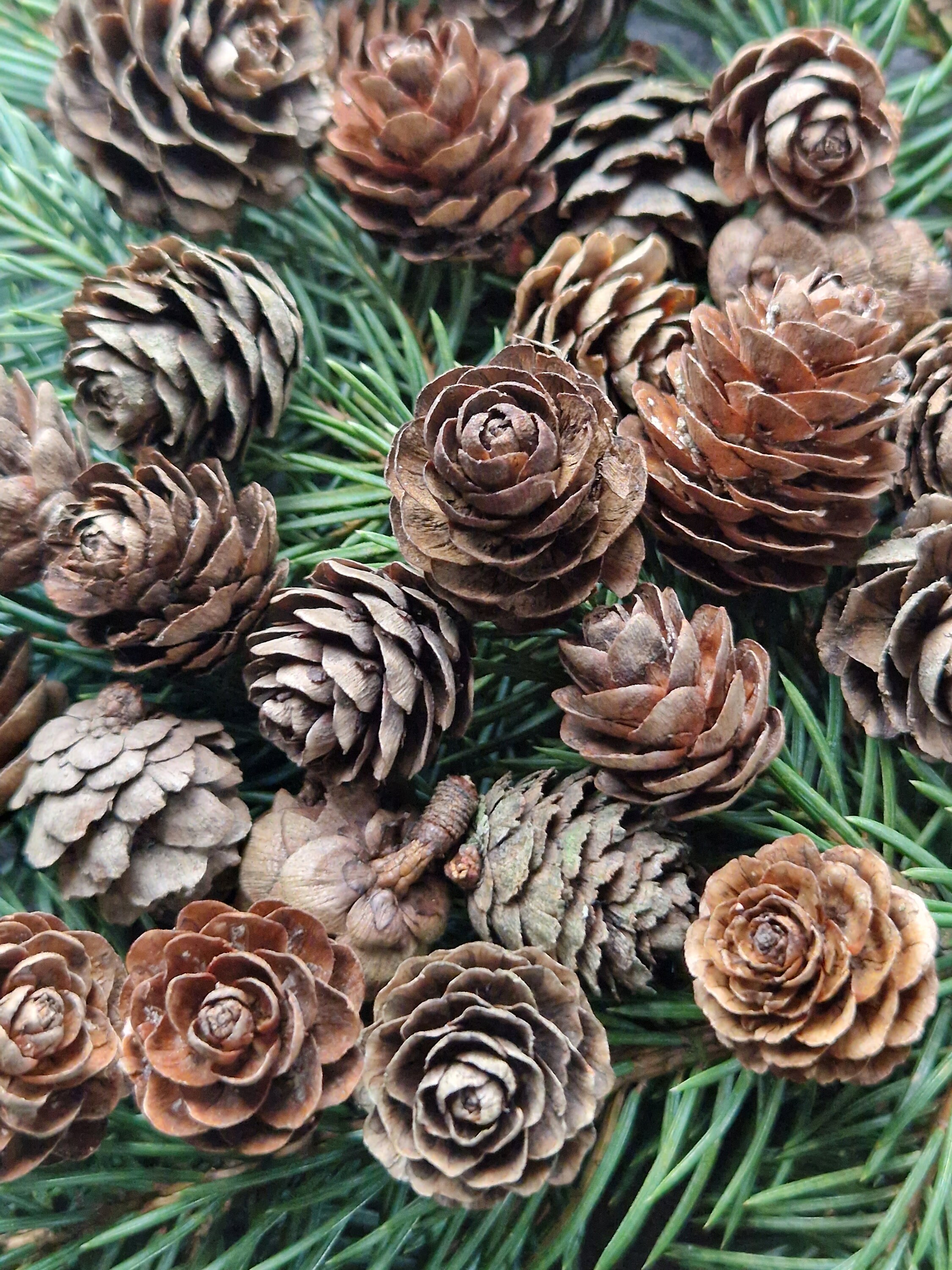Set of 12 Natural Larch Cones With Branches or 50 Larch Pines Cones ...