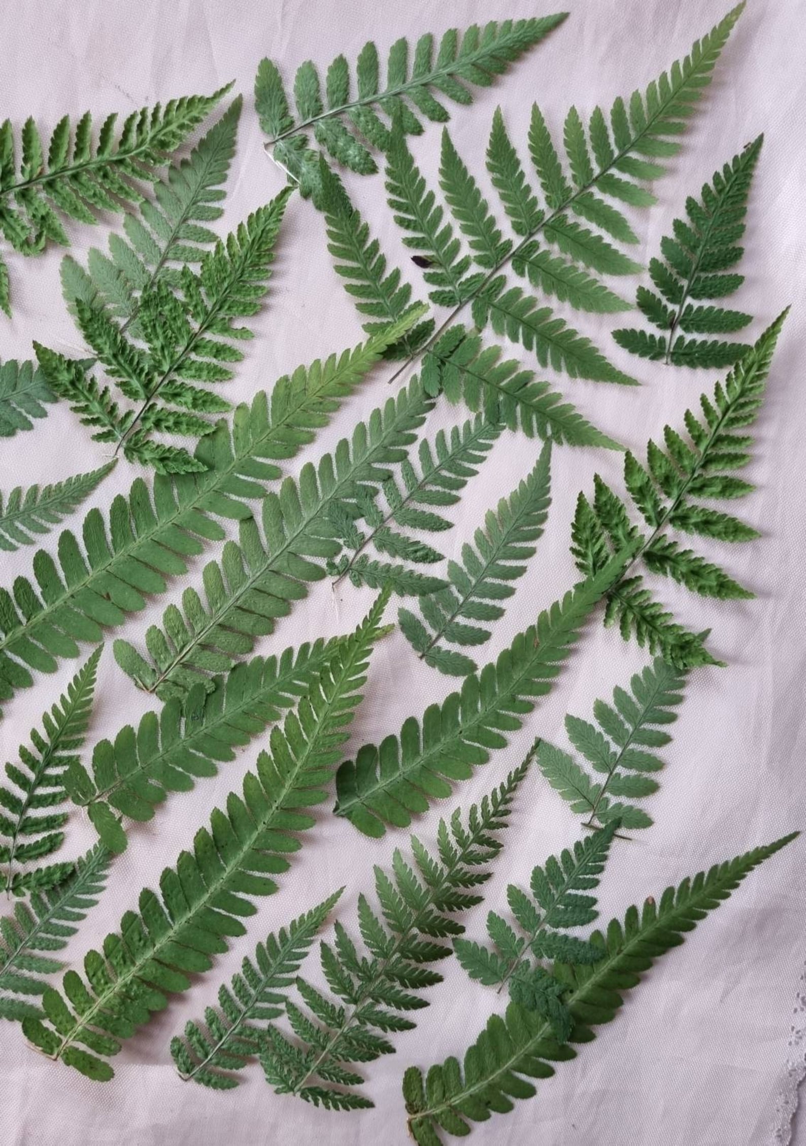 Real Pressed Fern Leaves Natural Ferns Dried Pressed Fern Green Leaf ...