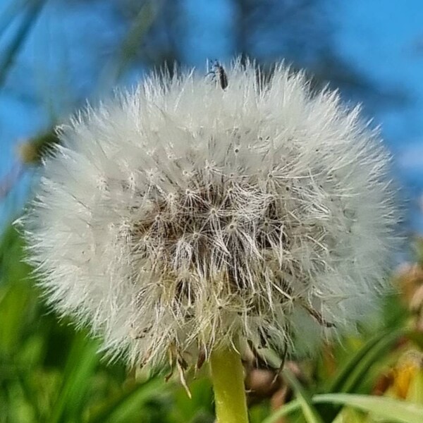 Dandelion Fluff - Etsy