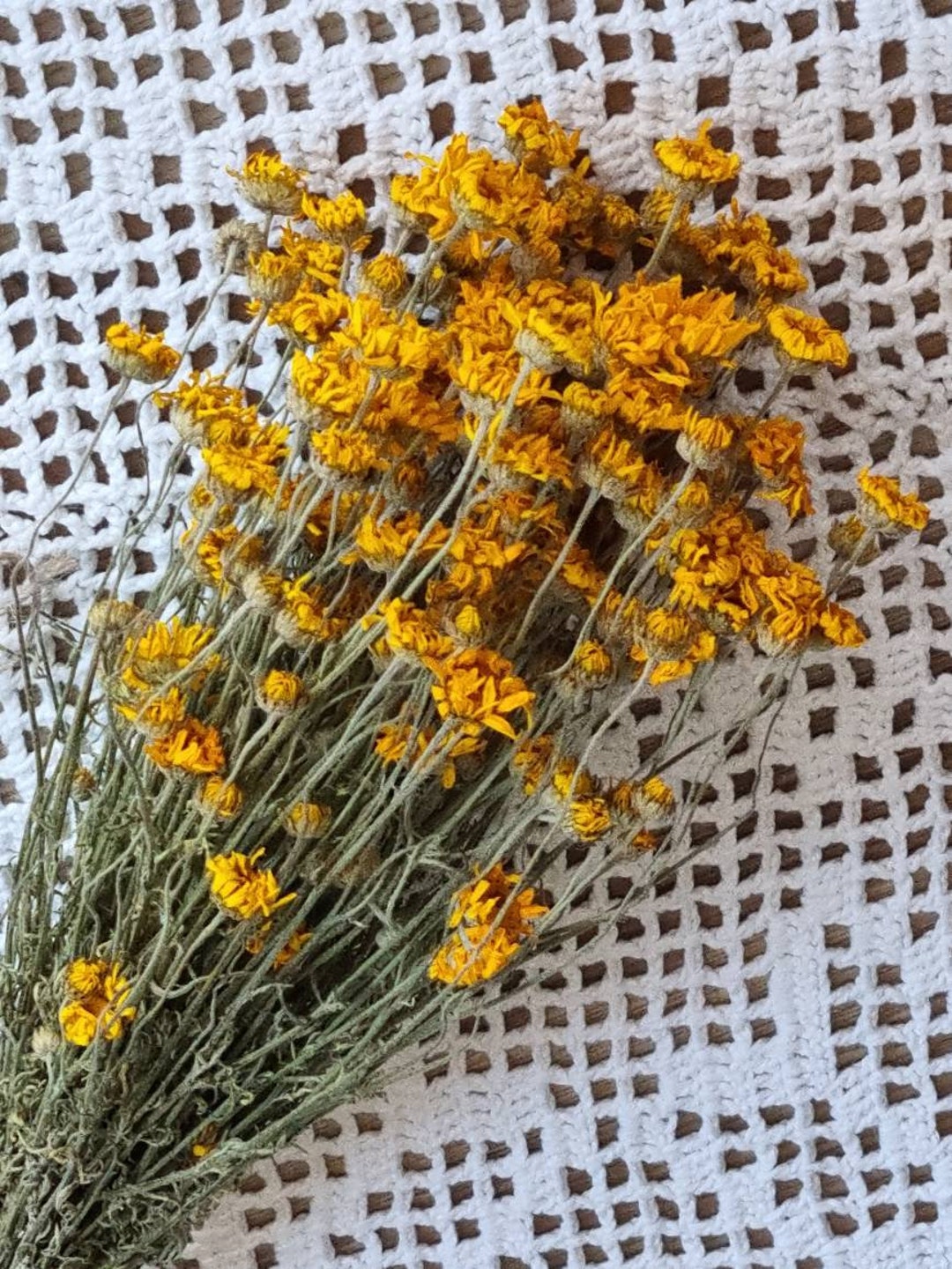 GOLDEN MARGUERITE DAISY Herb Dyer's Yellow Chamomile Anthemis Tinctoria ...