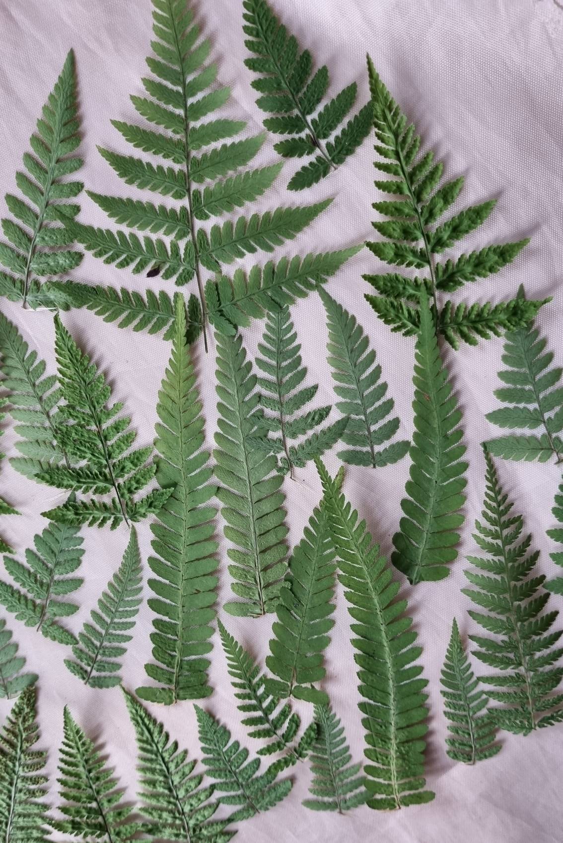 Real Pressed Fern Leaves Natural Ferns Dried Pressed Fern Green Leaf ...