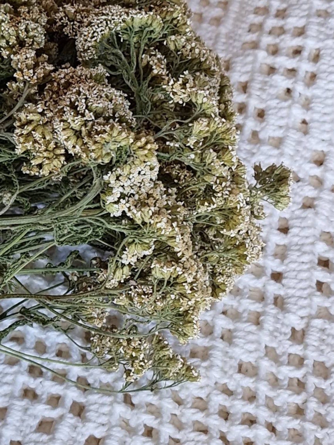 Natural Yarrow Herb Dried Flower Bouquet White Yarrow Achillea ...